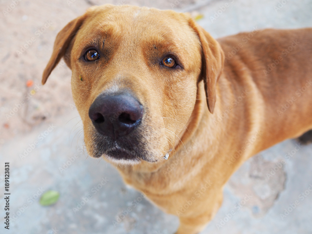 Rhodesian Ridgeback Yellow Lab Mix