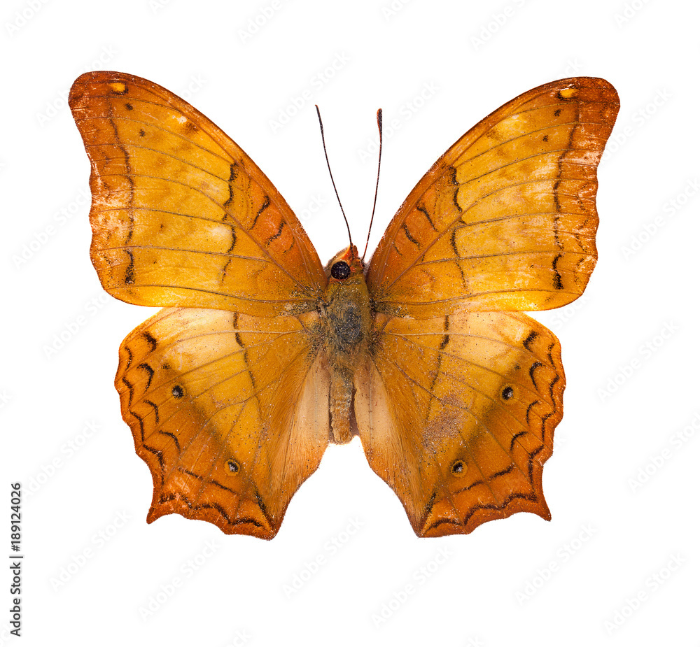 Beautiful flying butterfly, Common Cruiser (vindula erota) with fully ...