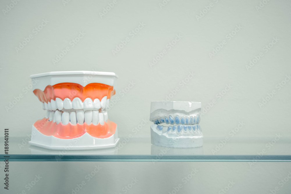Plastic human teeth models and dental model of teeth (casts of the jaw ...