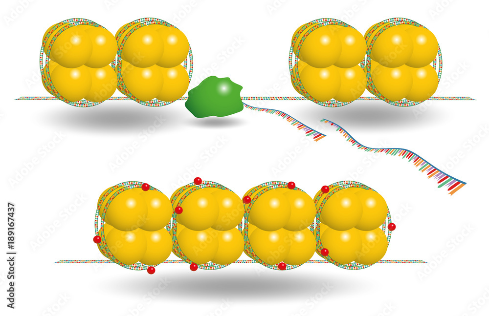 Gene silencing by methylation Stock Vector | Adobe Stock