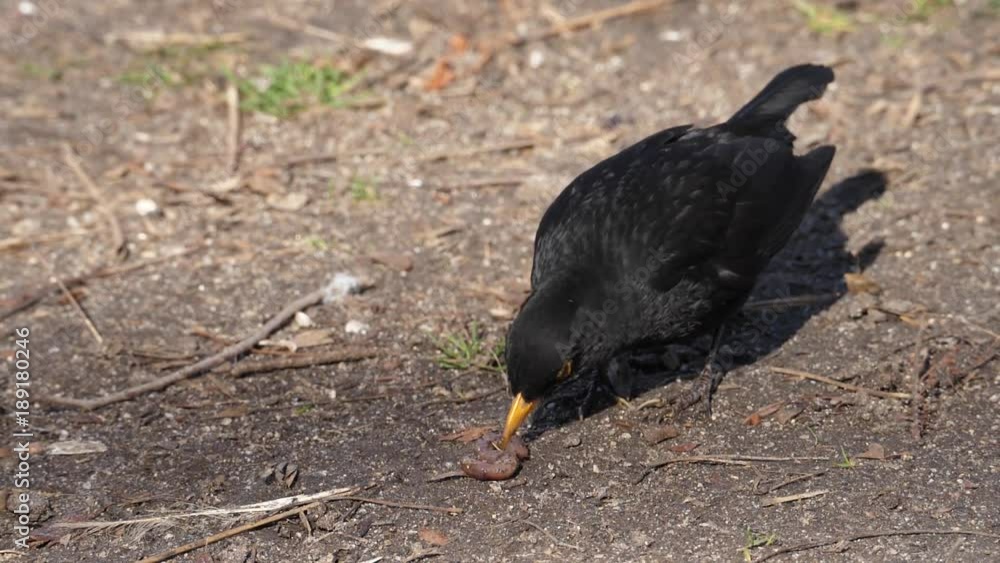 Black bird eating an earthworm Stock Video | Adobe Stock