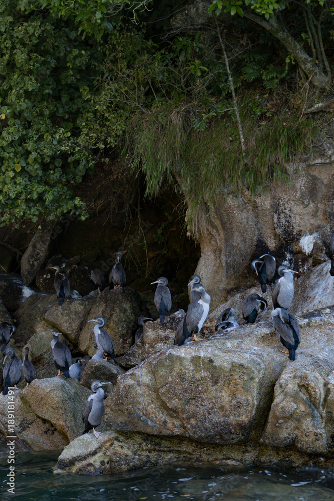 New Zealand Abel Tasman National park bird shag animal colonie Stock ...
