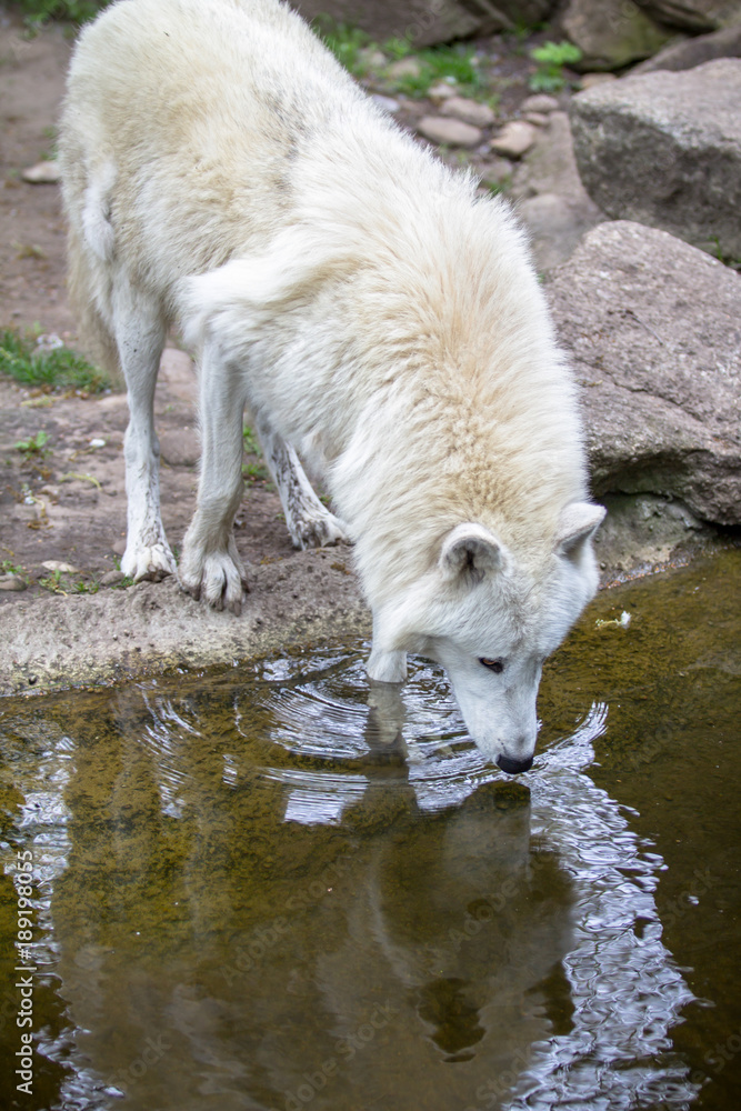 Gray Wolves Drinking Water