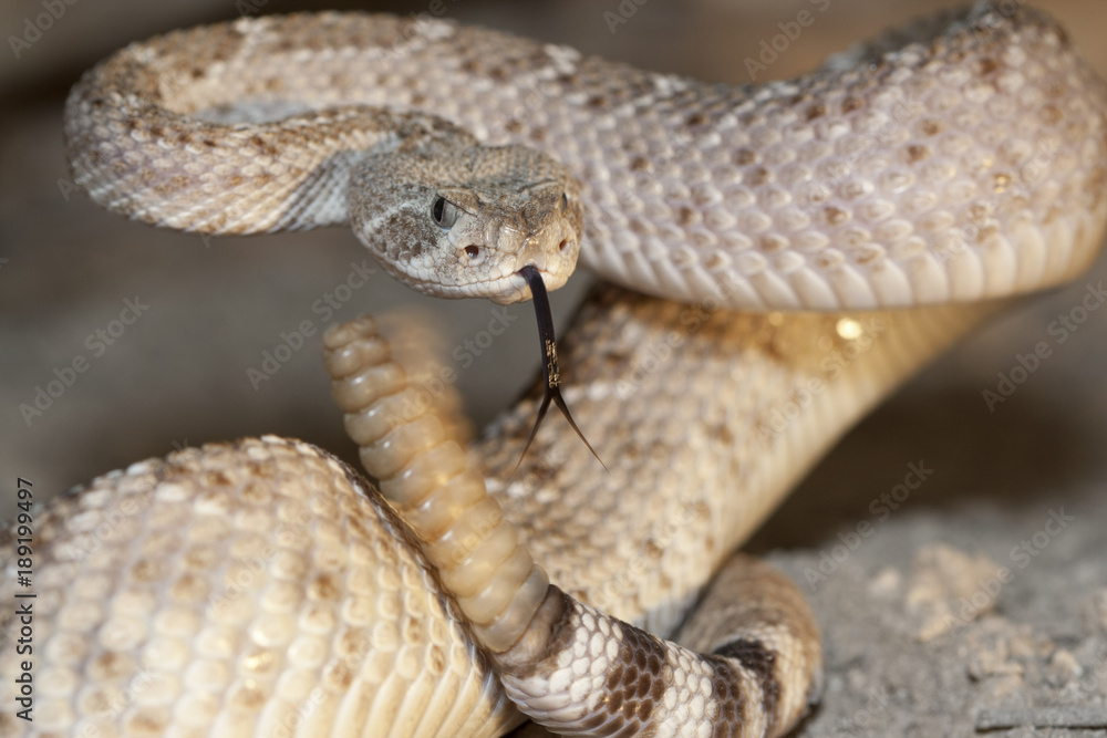 Crotalus Atrox Crotale diamantin de L'Ouest Stock Photo | Adobe Stock