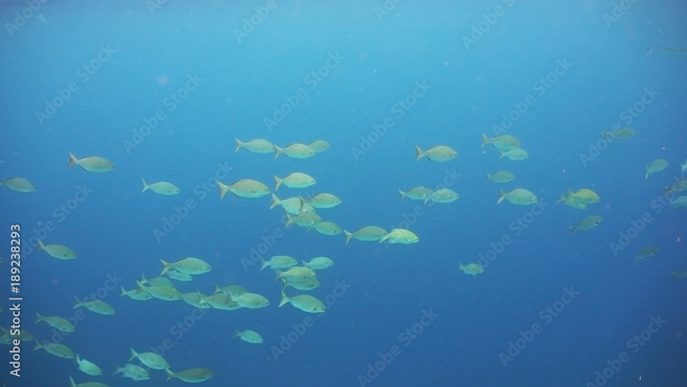 Shoal Fish in ocean. Tropical fish in the blue water. Wonderful and ...