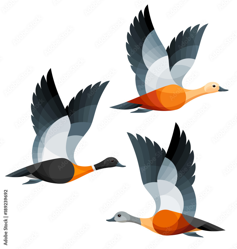 Stylized Birds - Ruddy, Australian and South African Shelducks in ...