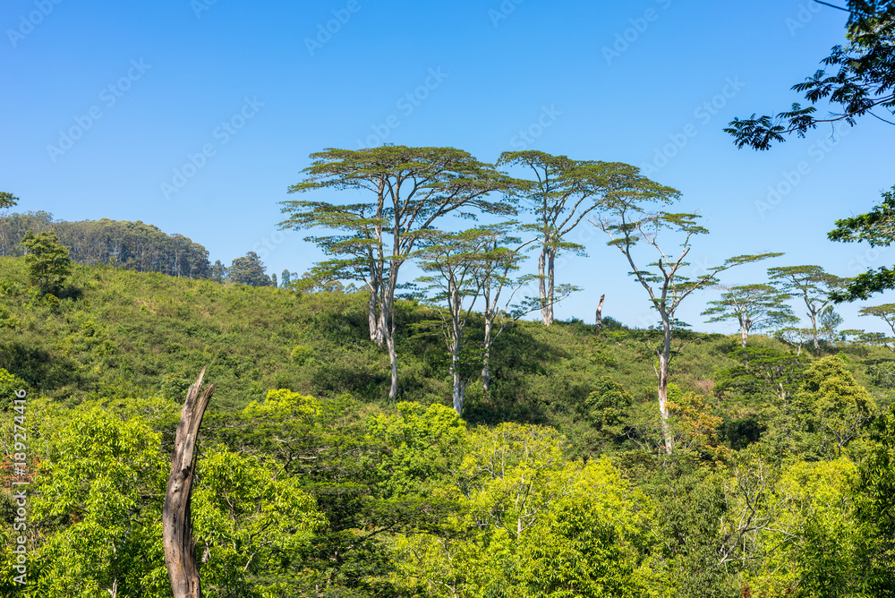 Large trees in the highlands of Sri Lanka between the towns Bandarawela ...