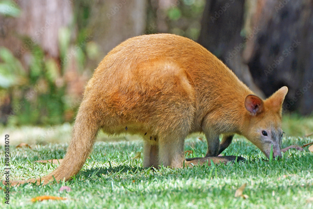 Australian Swamp Wallaby (Golden Wallaby) wallabia bicolor Stock Photo ...