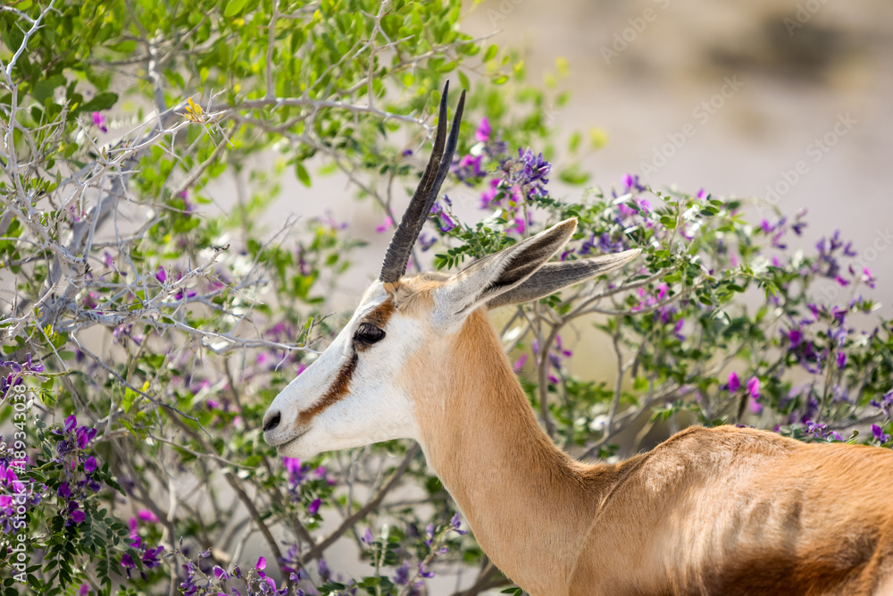 Beautiful close up view of a Springbok antelope with long horns ...