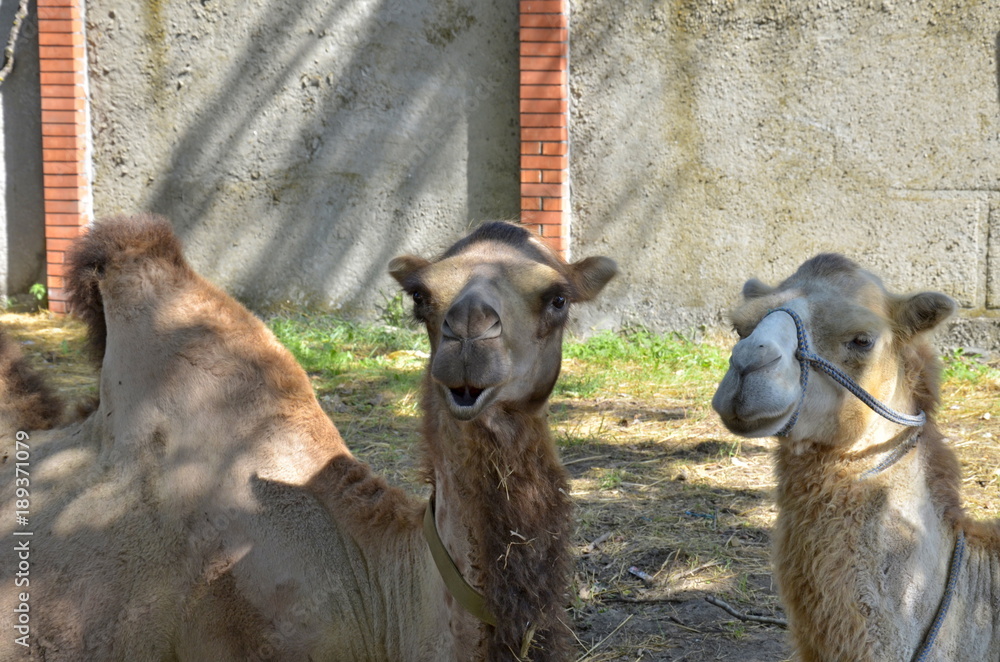 Camel is an ungulate within the genus Camelus, bearing distinctive ...