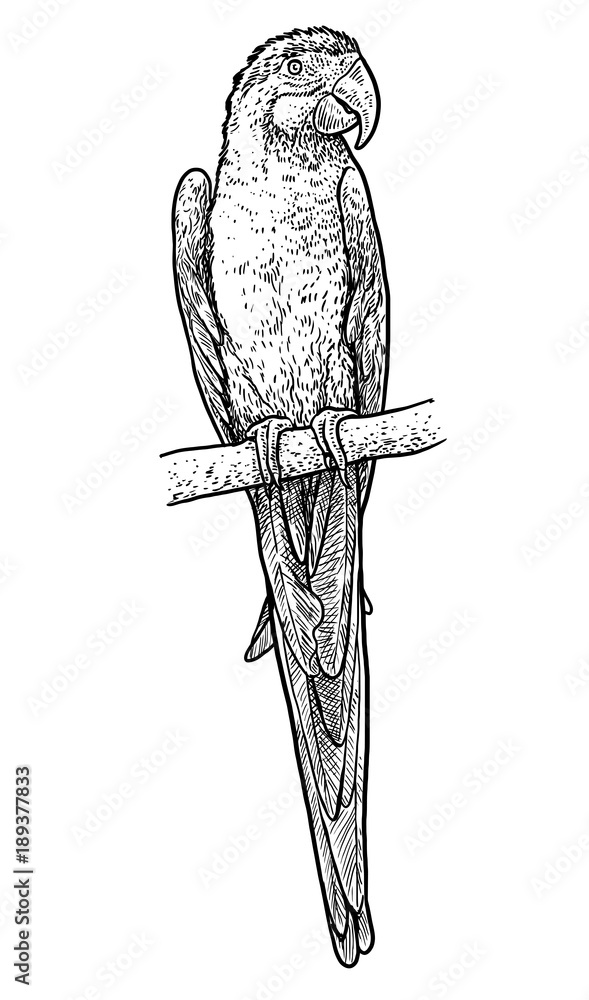 Parrot illustration, drawing, engraving, ink, line art, vector Stock ...