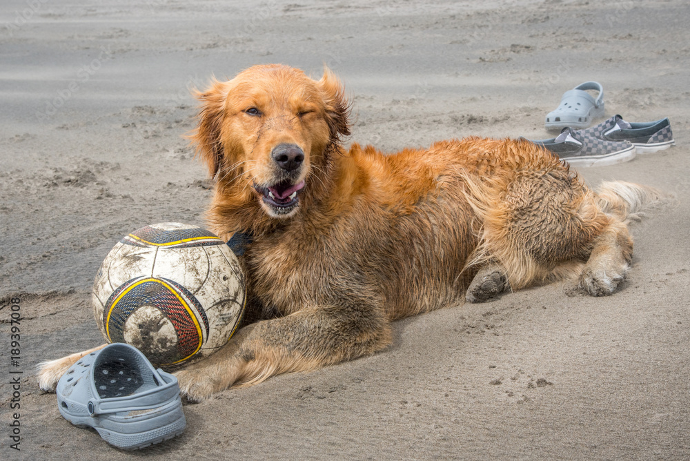 golden retriever plays with soccer ball while winking and sticking out ...
