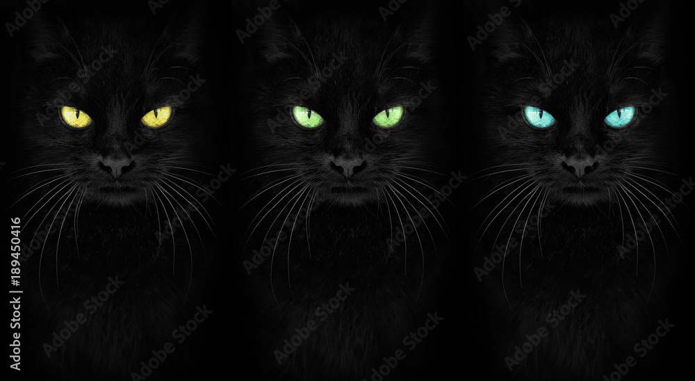 Black Cat looking at the camera, Close-up cat portrait Stock Photo ...