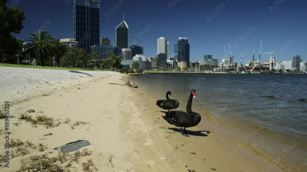 Vidéo Stock Couple of Black Swans on the Swan River in Perth Bay. In ...