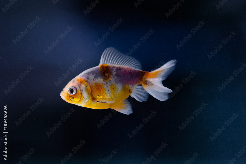 Baby Calico Fantail Goldfish