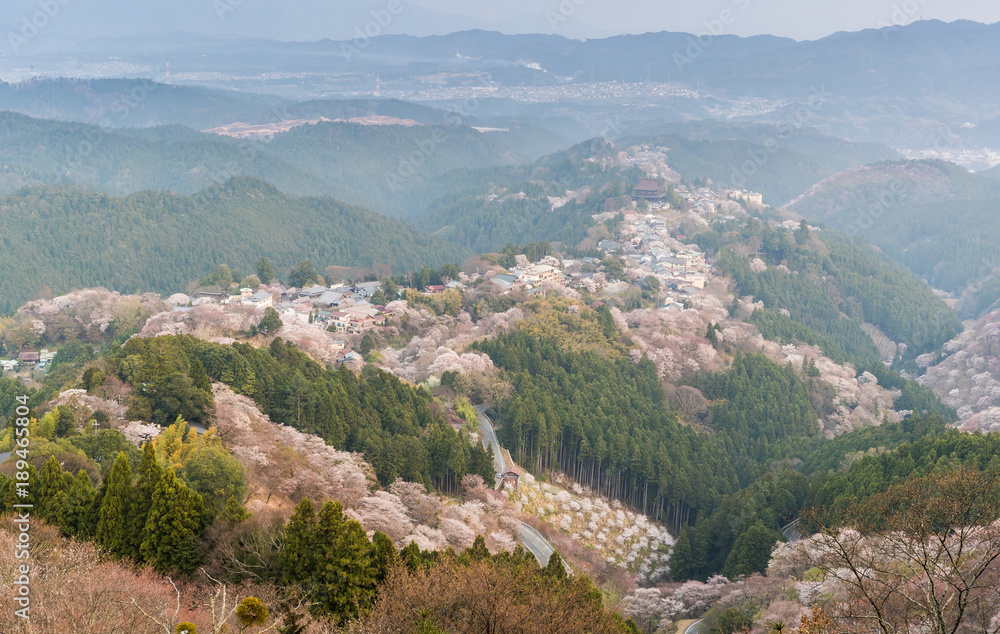 Yoshinoyama sakura cherry blossom . Mount Yoshino in Nara Prefecture ...