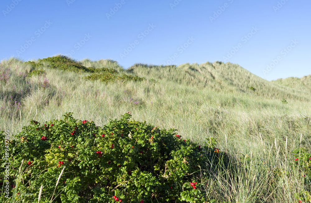 Laesoe / Denmark: The Danzigmann dune landscape at the northeastern tip ...