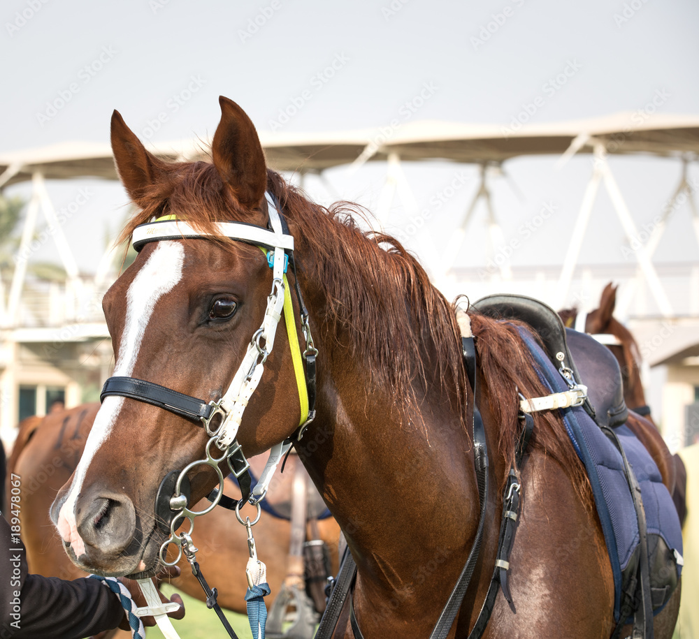 Beautiful Arab horse getting ready for an endurance race. Dubai, UAE ...