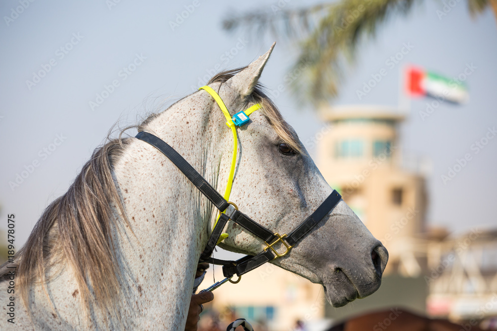 Beautiful Arab horse with a UAE flag in the background. Dubai, UAE ...