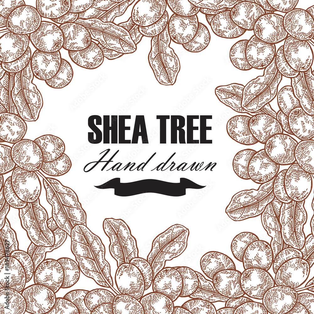 Vetor de Background template with shea tree branch, nuts and leaves ...
