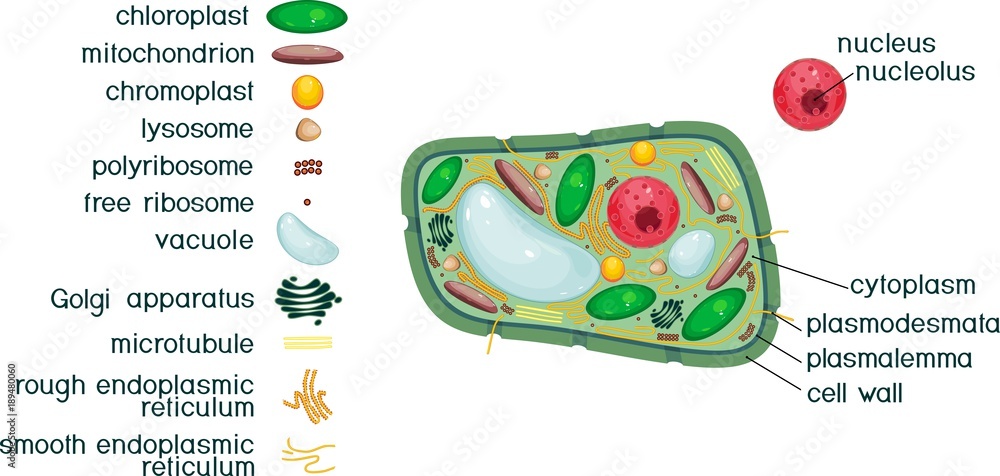 Plant cell structure with titles and different organelles Stock Vector ...