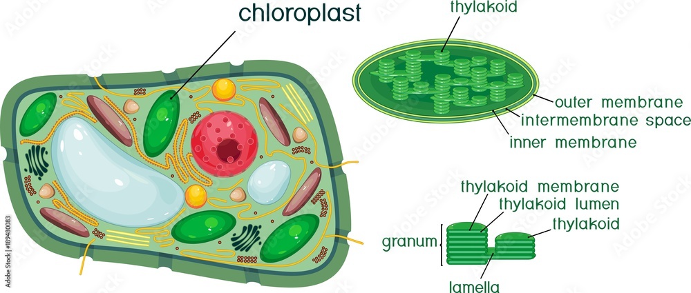Plant cell and chloroplast structure with titles Stock Vector | Adobe Stock