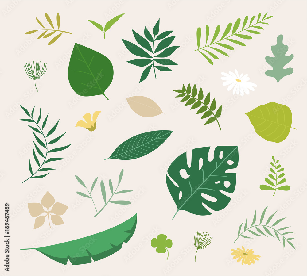 Set of tropical leaves. Palm leaf and banana leaf and jungle trees ...