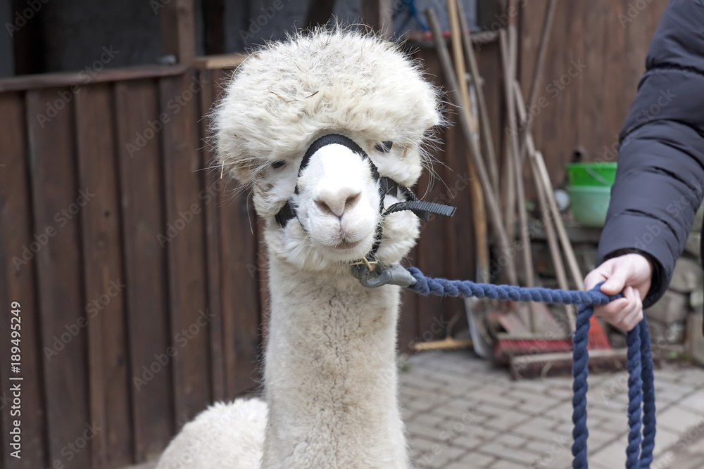 Weißes Alpaka mit Zaumzeug bei einer Wanderung Stock Photo | Adobe Stock