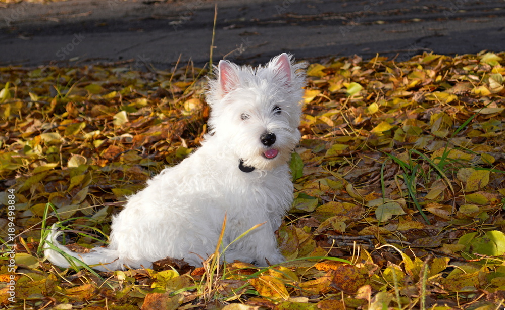 Cute Westie Puppies