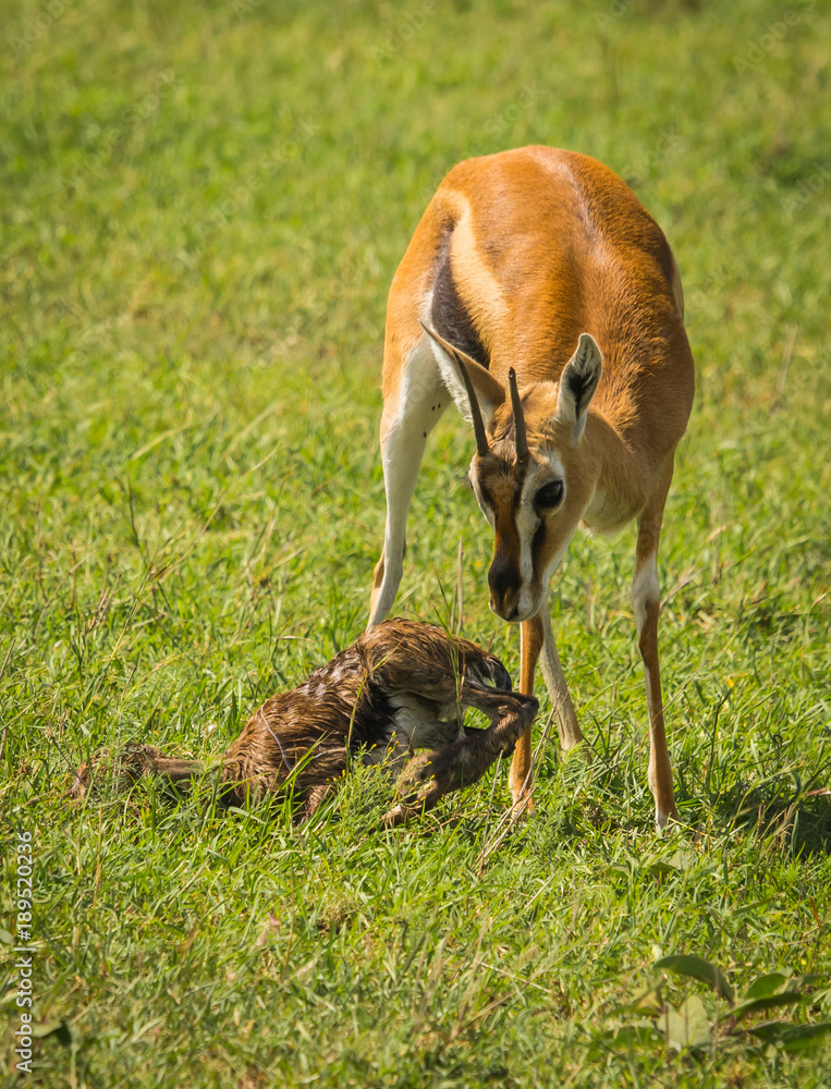Newborn Baby Antelope