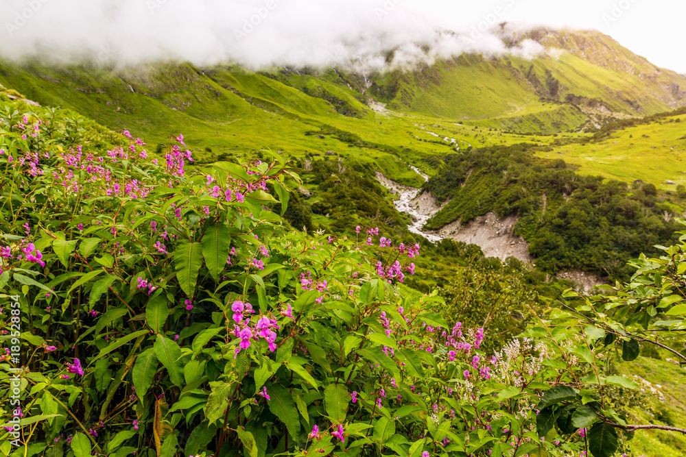 Beautiful Trek in Uttarakhand called Valley of Flowers in Himalayas, Nanda Devi biosphere ...