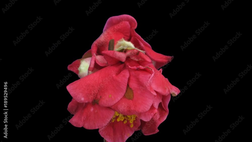 Time-lapse of dying red camellia flower 2a4 in 4K PNG+ format with ...