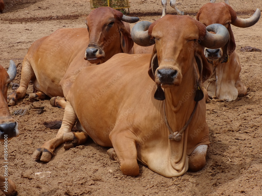 goshala cow resting in the sun in India Stock Photo | Adobe Stock