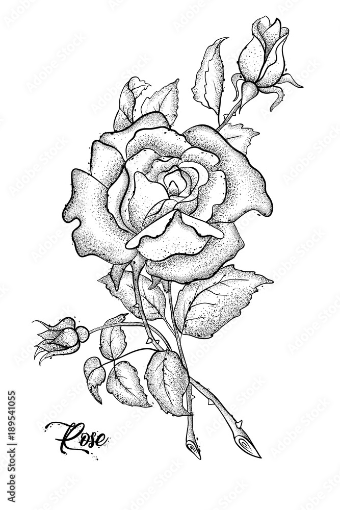Hand drawn rose vector, etch style, roses and leaves at engraving style ...