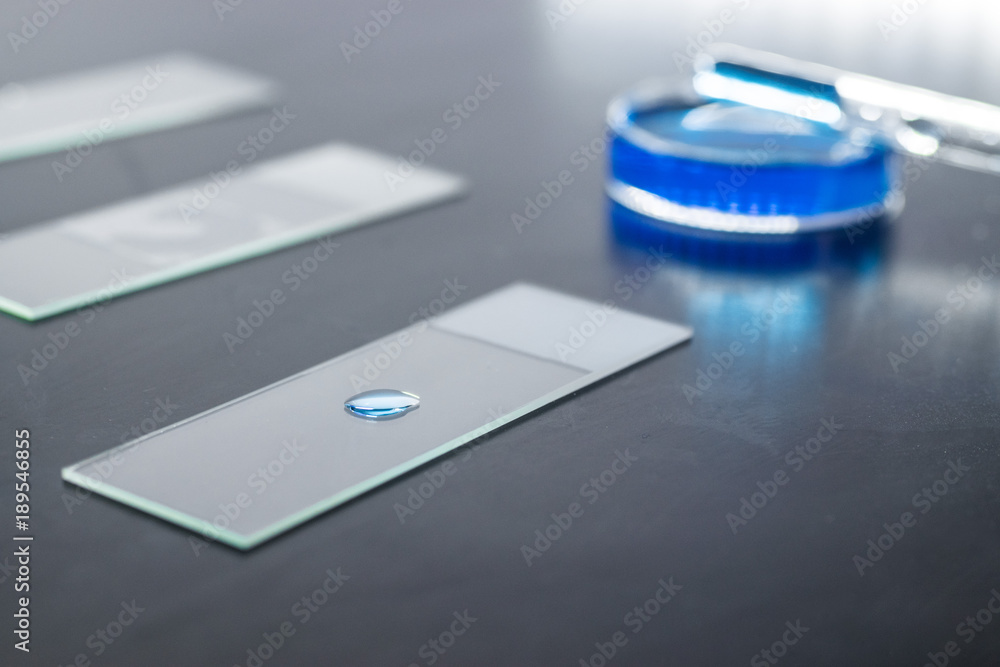 Microscope glass slide with a small blue substance droplet, with petri ...