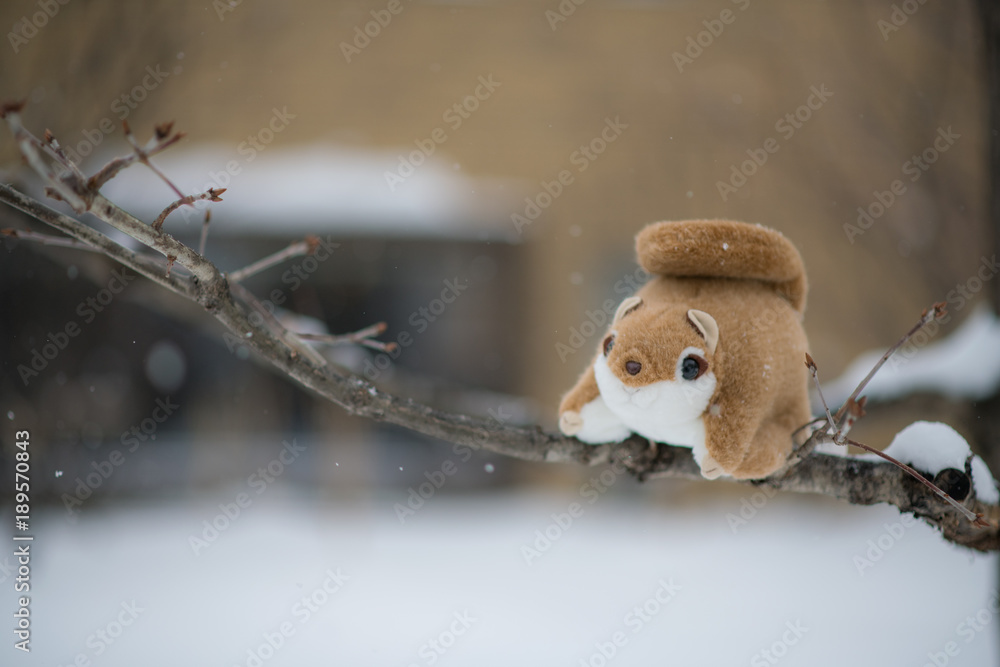 Siberian Flying Squirrel