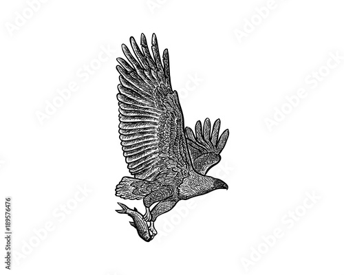 Eagle Catching Fish Drawing