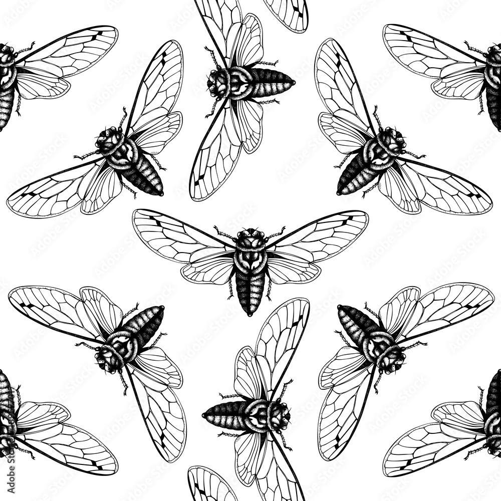 Vector background with hand drawn Cicada sketch. Vintage engraved ...