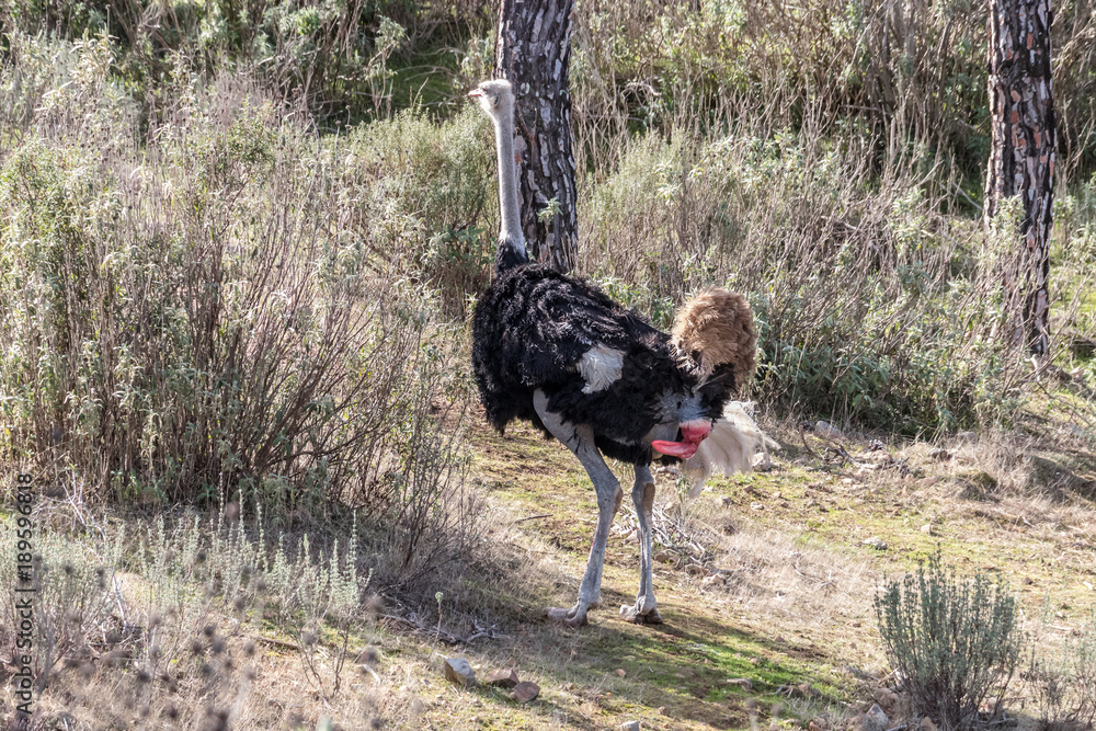 African Ostrich or Common ostrich in nature displaying Penis Stock ...