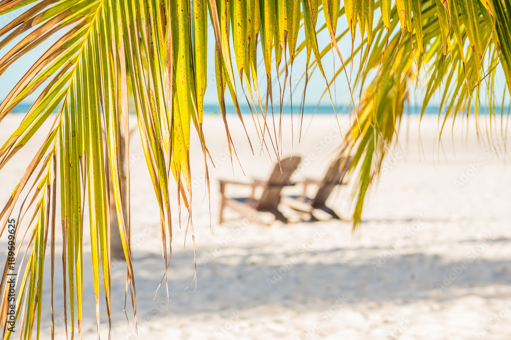 Sunbeds under the branches of a palm tree. sunny bright day at the ...