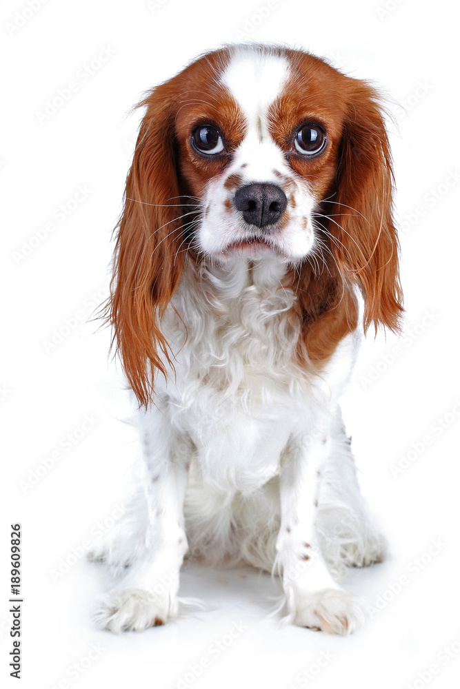 Spaniel dog puppy on white. Funny and cute cavalier king charles ...