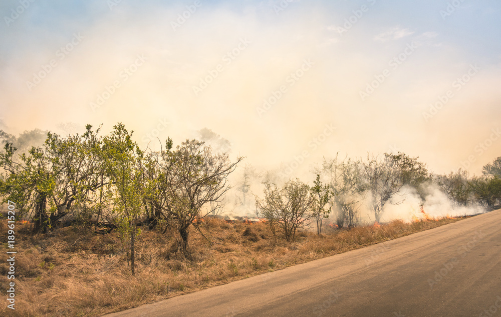 Bushfire burning at nature park in South Africa - Disaster in bush ...