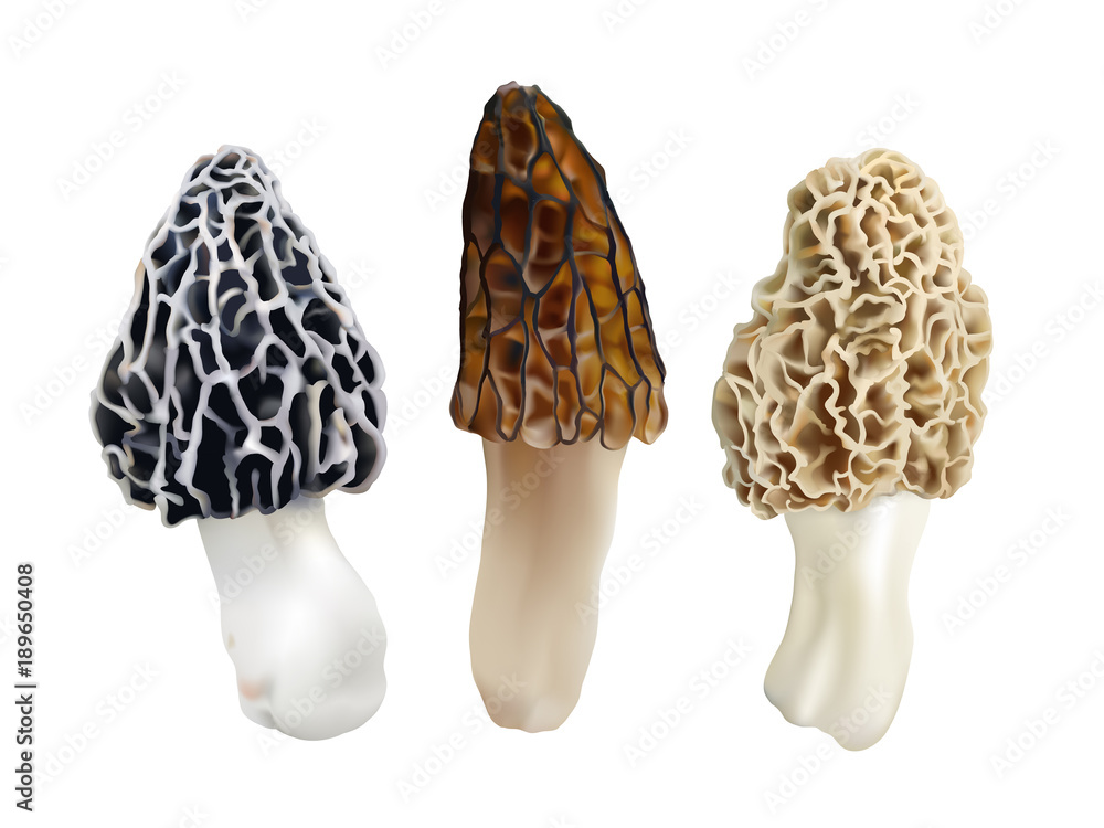 Morel mushrooms. Morchella esculenta, Morchella elata, Morchella ...