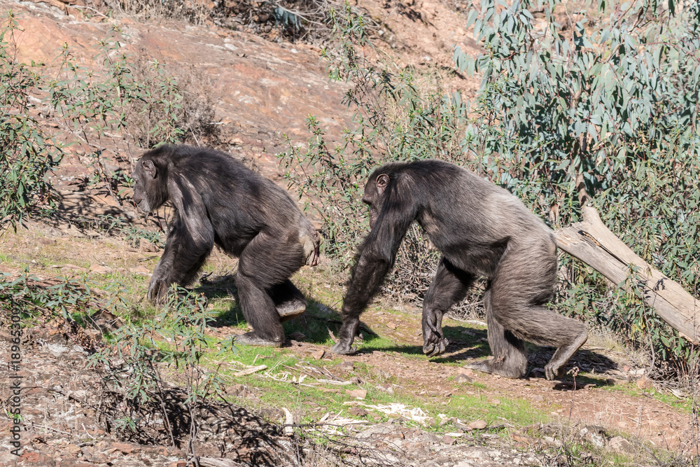 Chimpanzee male and female in mating season in natural habitat Stock ...