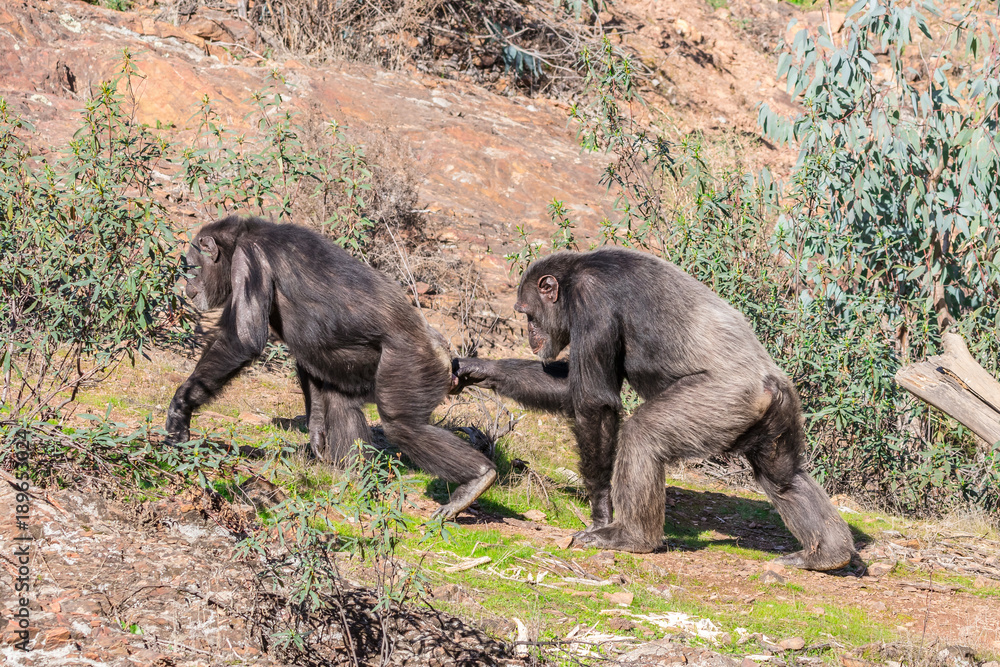 Chimpanzee male and female in mating season in natural habitat Stock ...