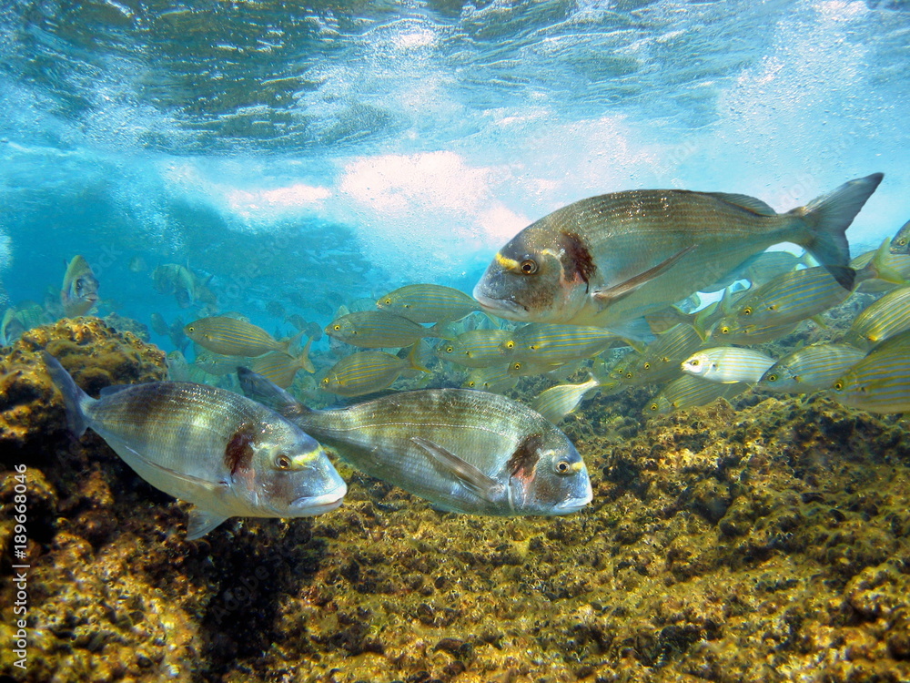 Gilt head bream fish underwater in the marine reserve of Cerbere ...