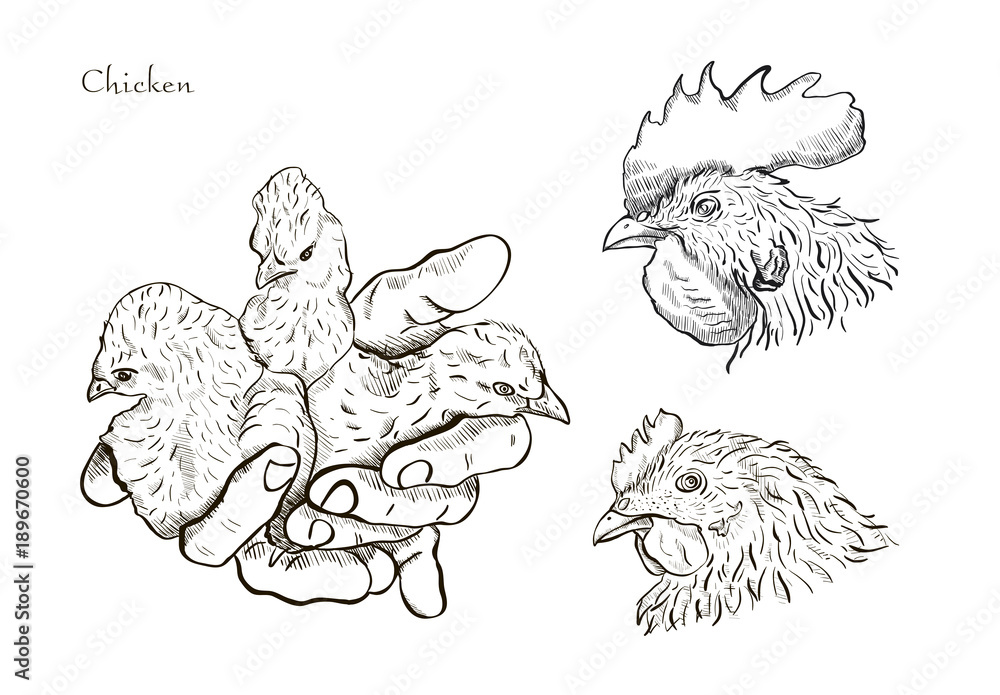 Vector chicken breeding hand drawn set. Stock Vector | Adobe Stock
