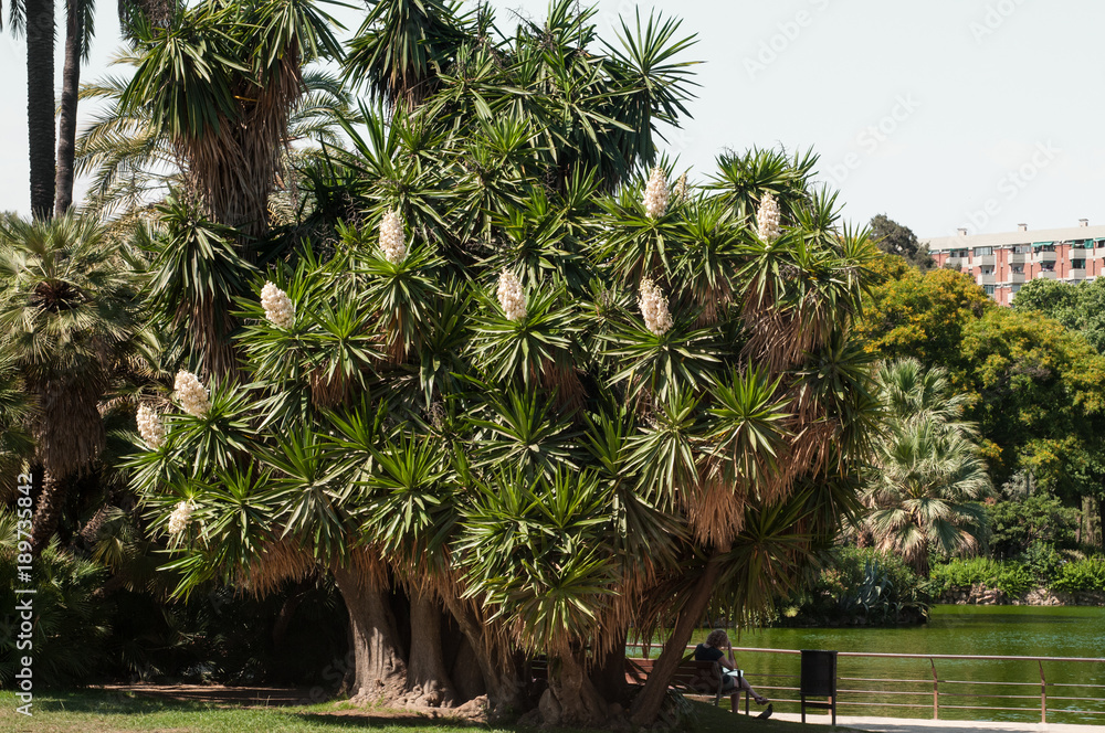Fotografia do Stock: Yucca gigantea (Yucca elephantipes, Yucca ...