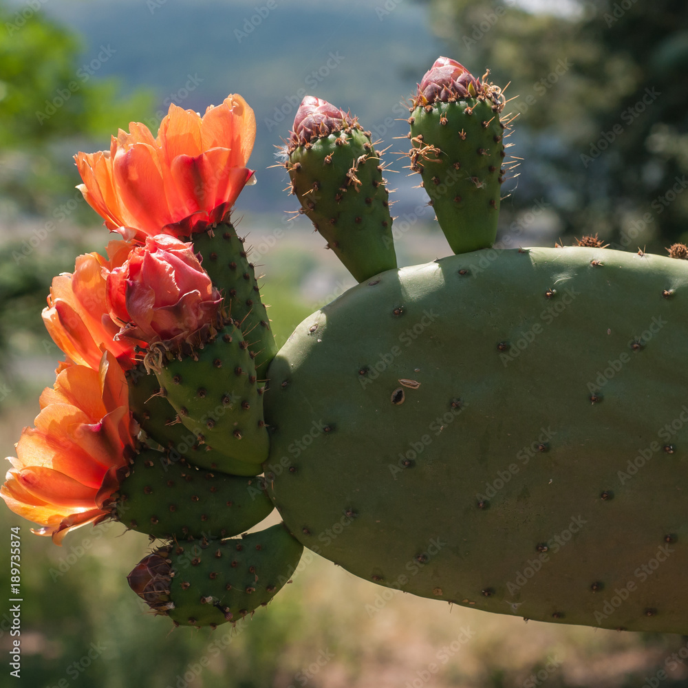 Floración de chumbera (Opuntia ficus-indica) en un vivero. Es una ...