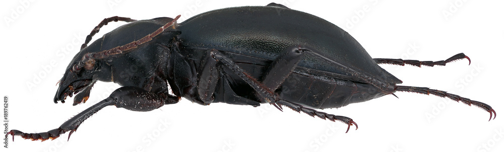 Carabus glabratus is a member of a ground beetle family Carabidae on a ...